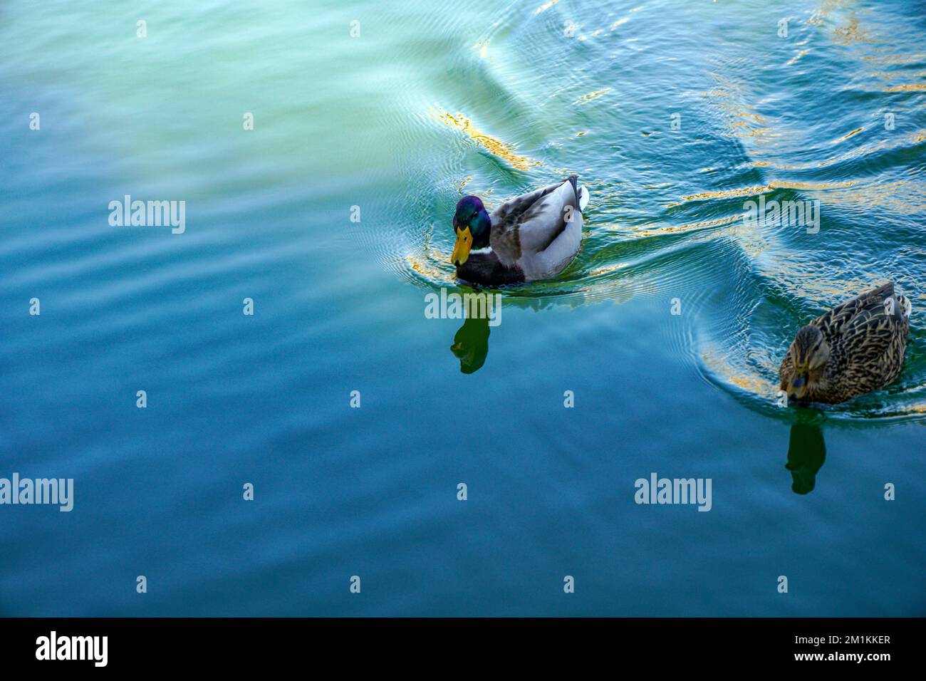 I am shooting the wild ducks swimming in the quiet lake in the early ...