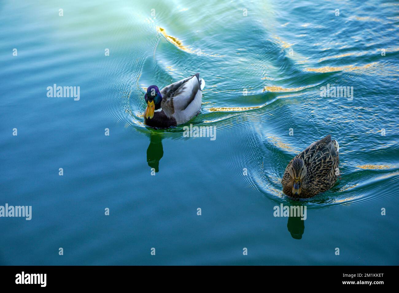 I am shooting the wild ducks swimming in the quiet lake in the early ...