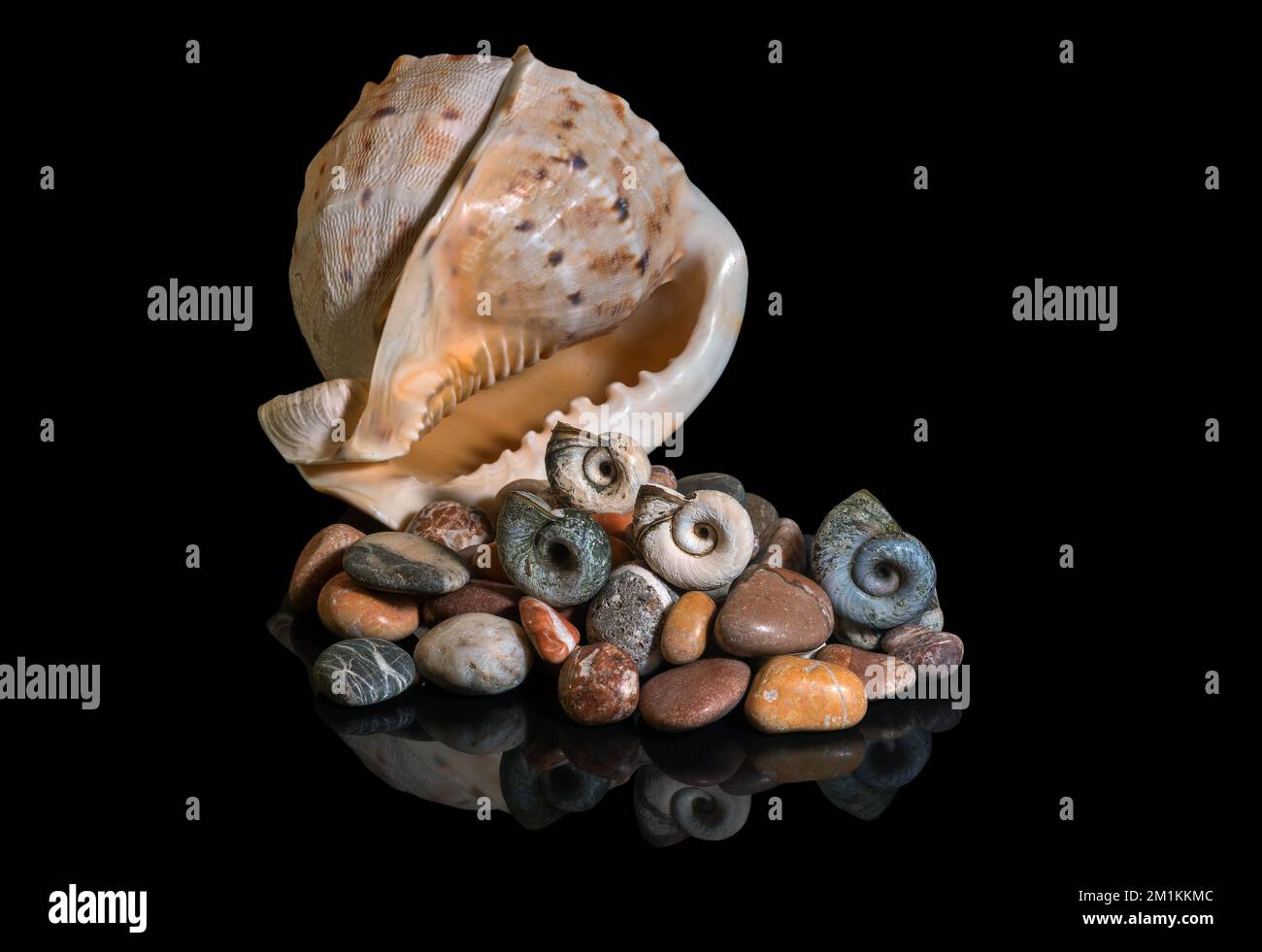 Spiral seashell black white hi-res stock photography and images - Alamy