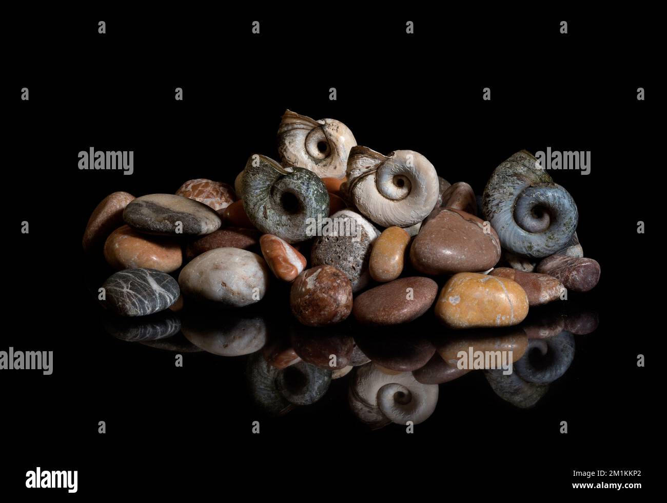 Spiral seashell black white hi-res stock photography and images - Alamy