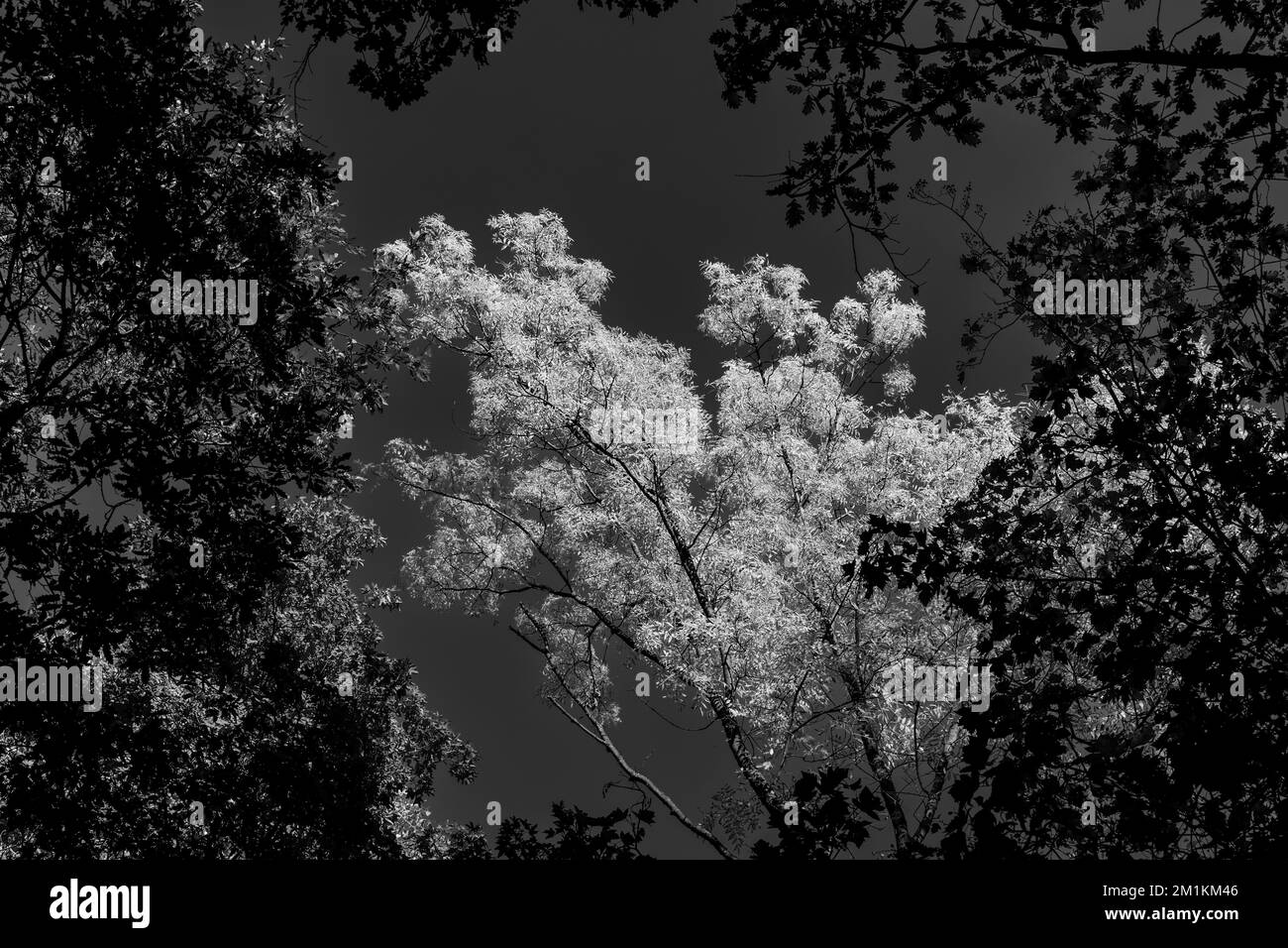 A grayscale of tree plants in the park under dark sky Stock Photo - Alamy