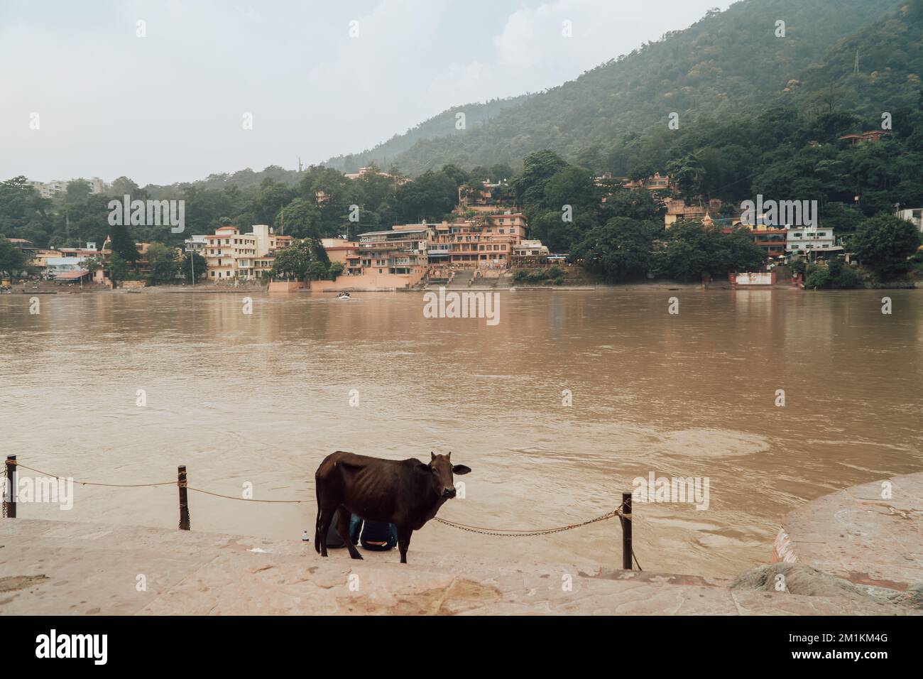 A cow on the Ganges river in Rishikesh, India with coast buildings o ...