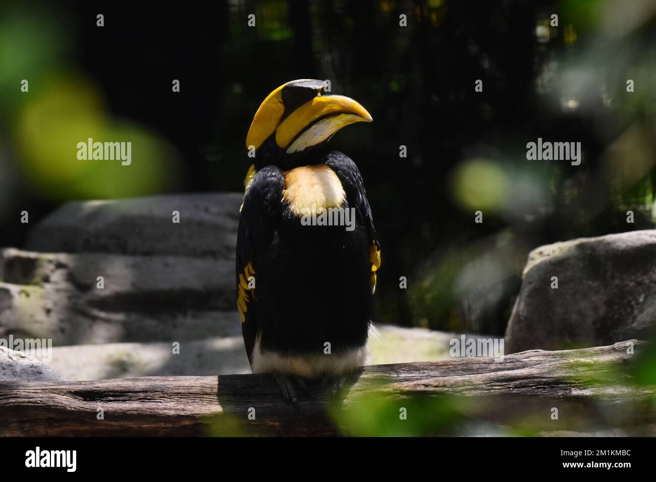 Non Exclusive: A Great Hornbill species seen in its habitat during a ...
