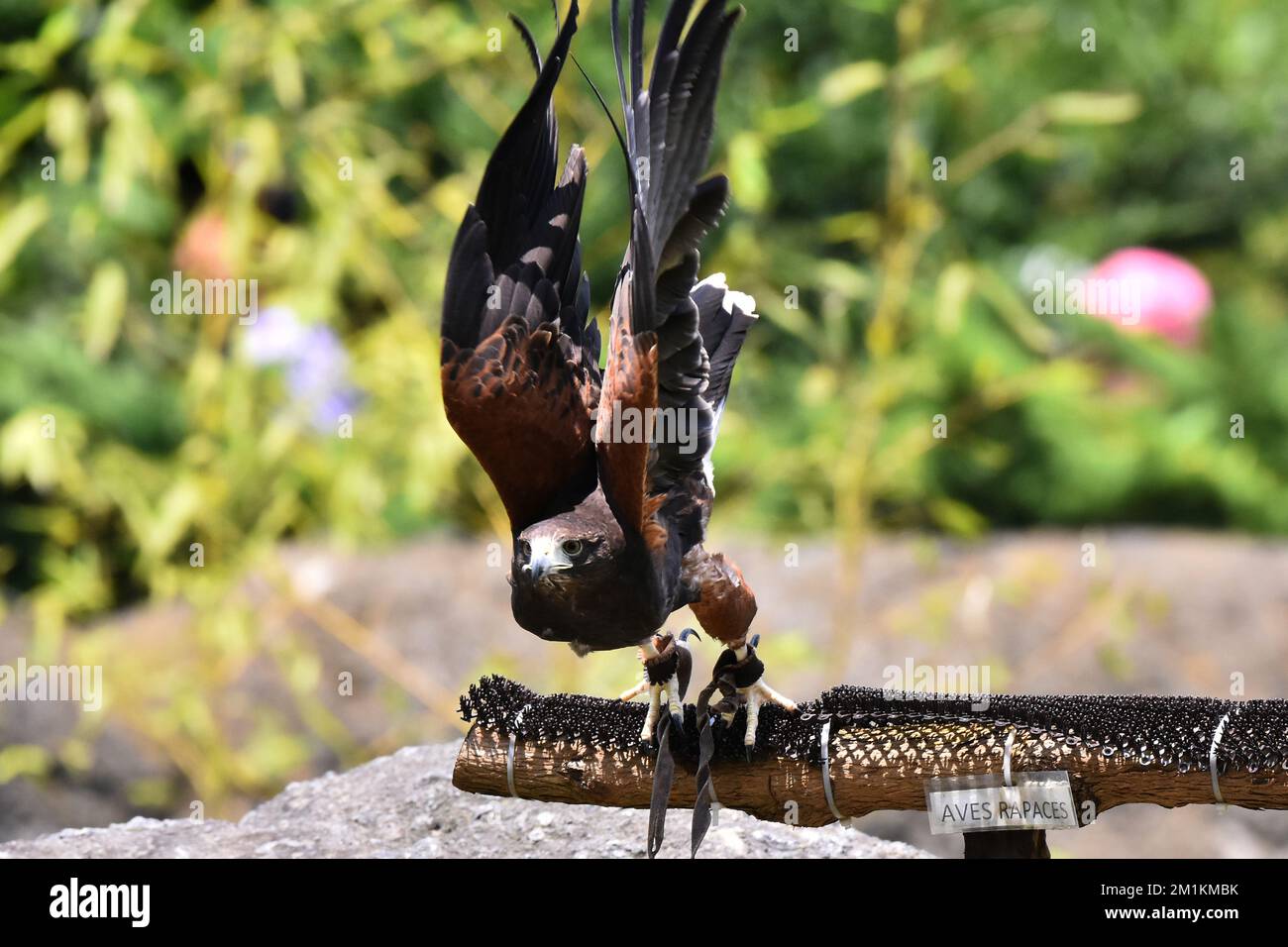 Non Exclusive: A Red Tail Hawk species seen in its habitat during a ...