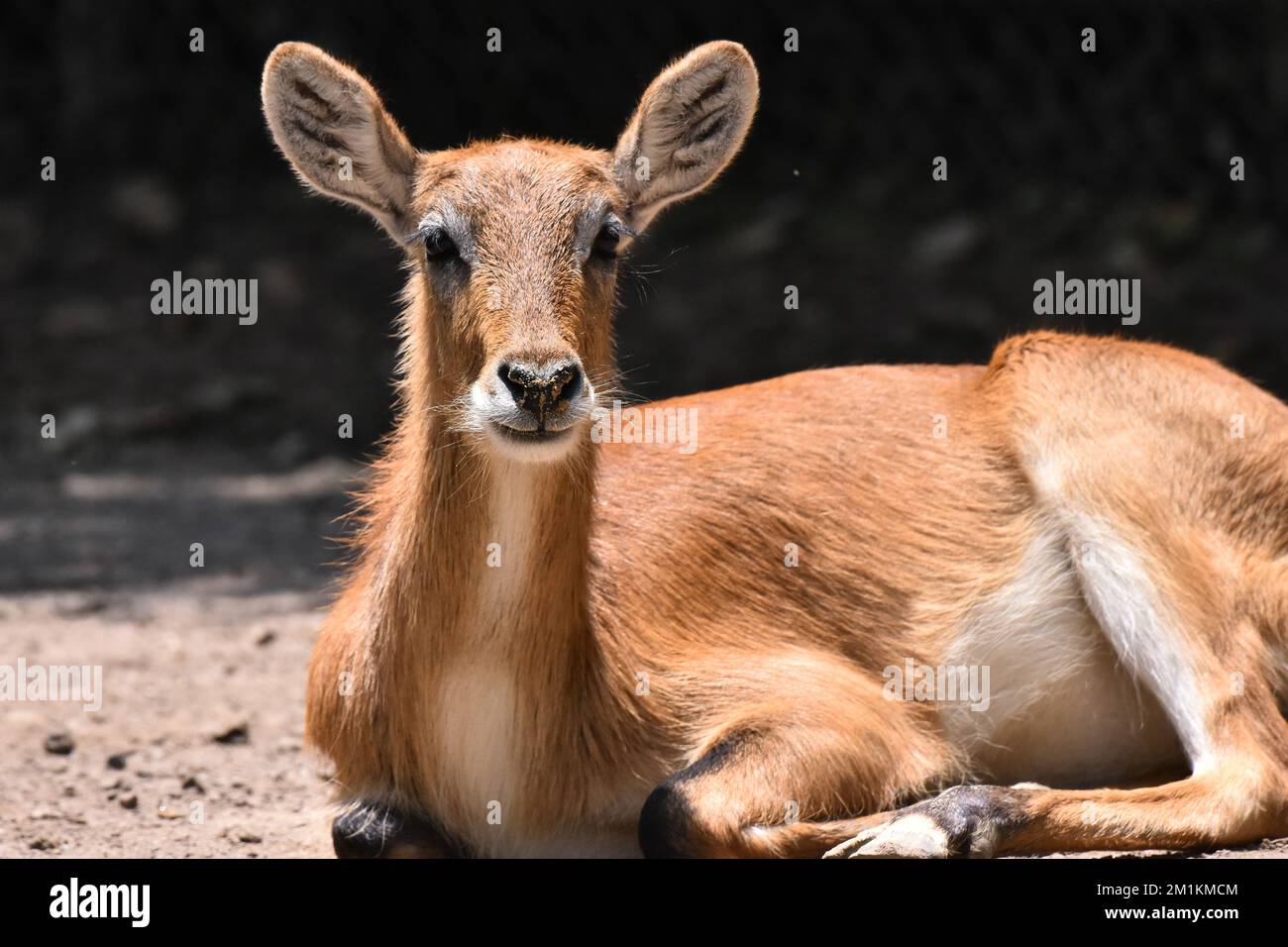 Non Exclusive: A Impala species seen in its habitat during a species ...