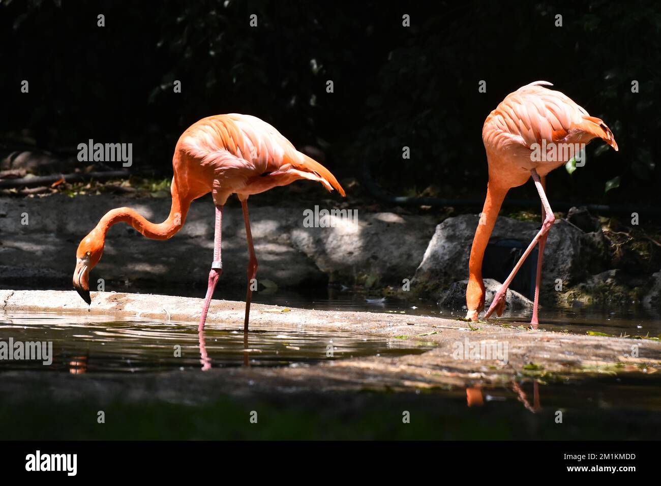Non Exclusive: A Greater Flamingos species seen in its habitat during a ...