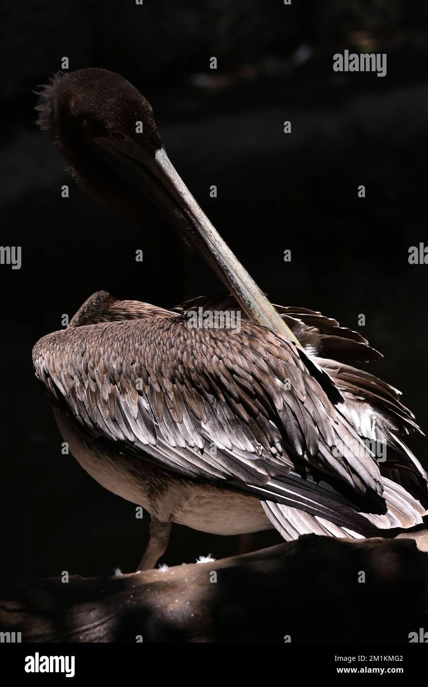 Non Exclusive: A Brown Pelican species seen in its habitat during a ...