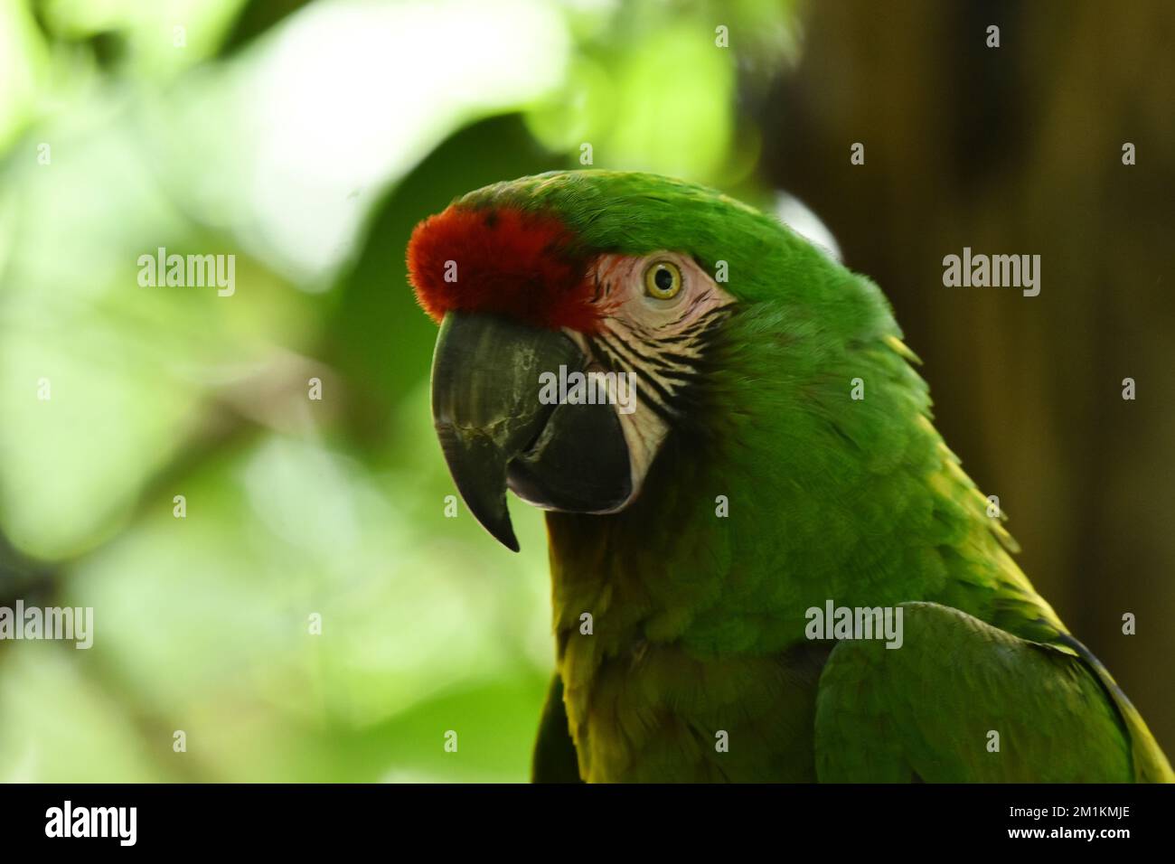 Non Exclusive: A Red-headed Parrot species seen in its habitat during a ...