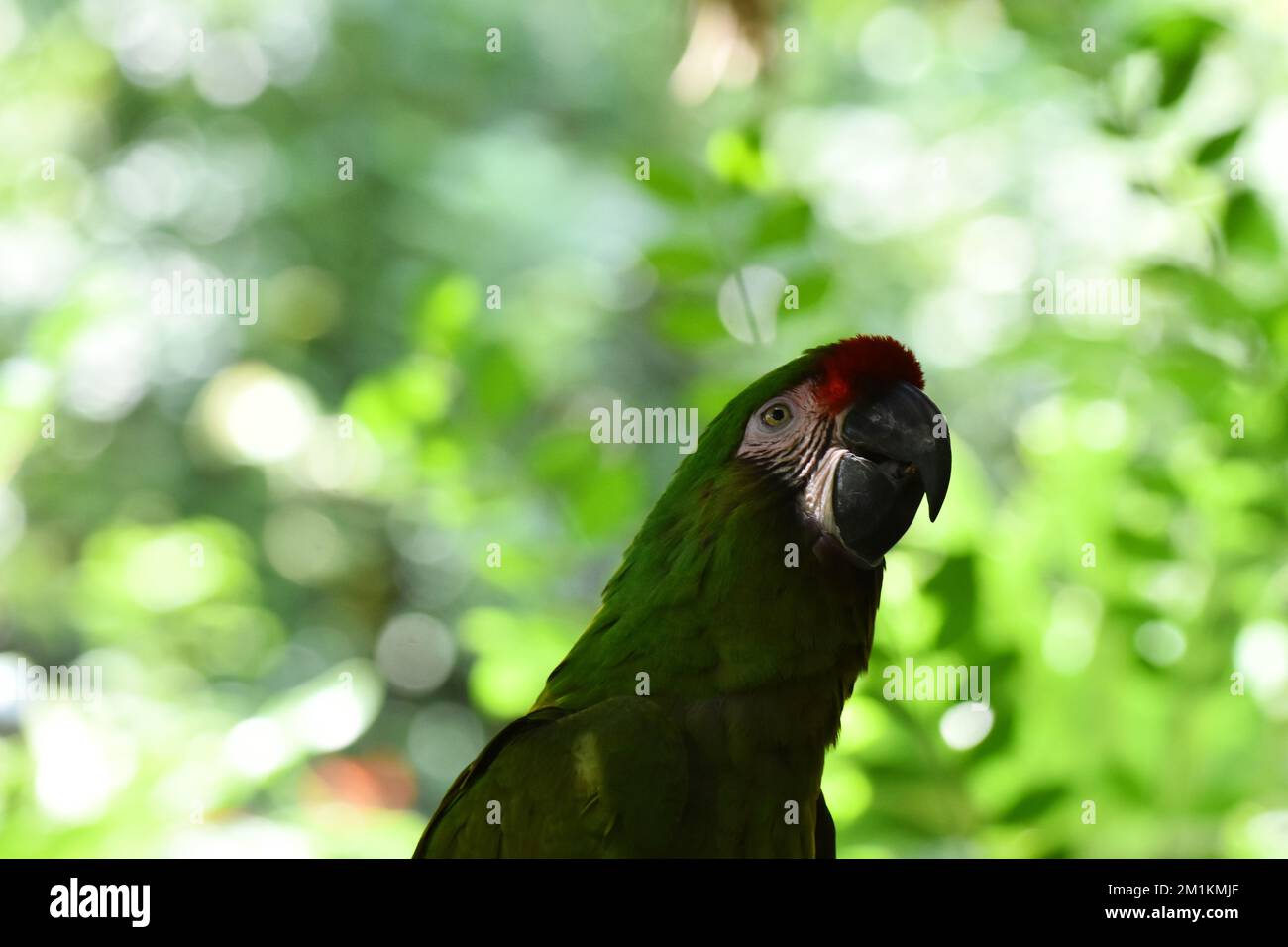 Non Exclusive: A Red-headed Parrot species seen in its habitat during a ...
