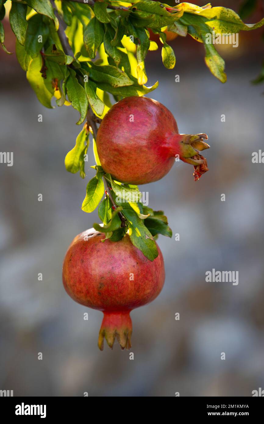 Pomegranate, fruit produced by organic farming Stock Photo - Alamy
