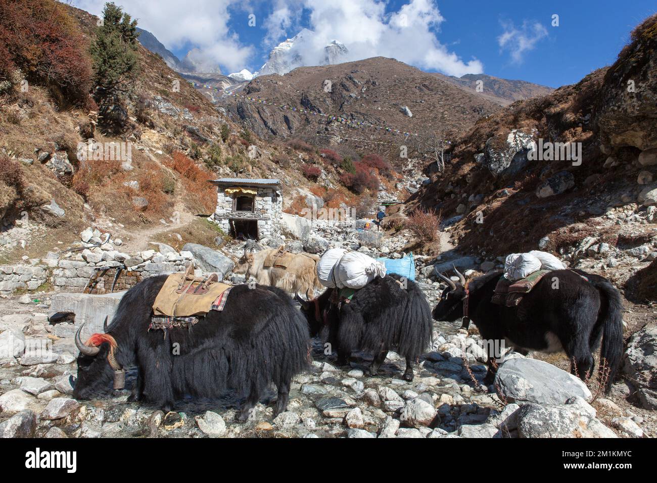 Yaks carry hi-res stock photography and images - Alamy