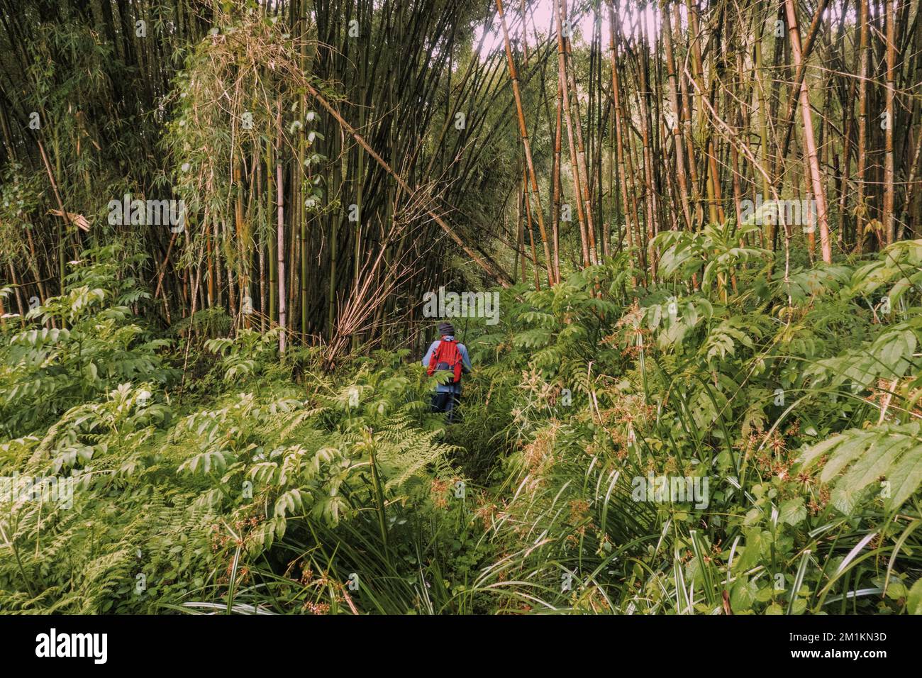 Rear view of a hiker in the bamboo forest zone of Gatango Forest, Kenya ...