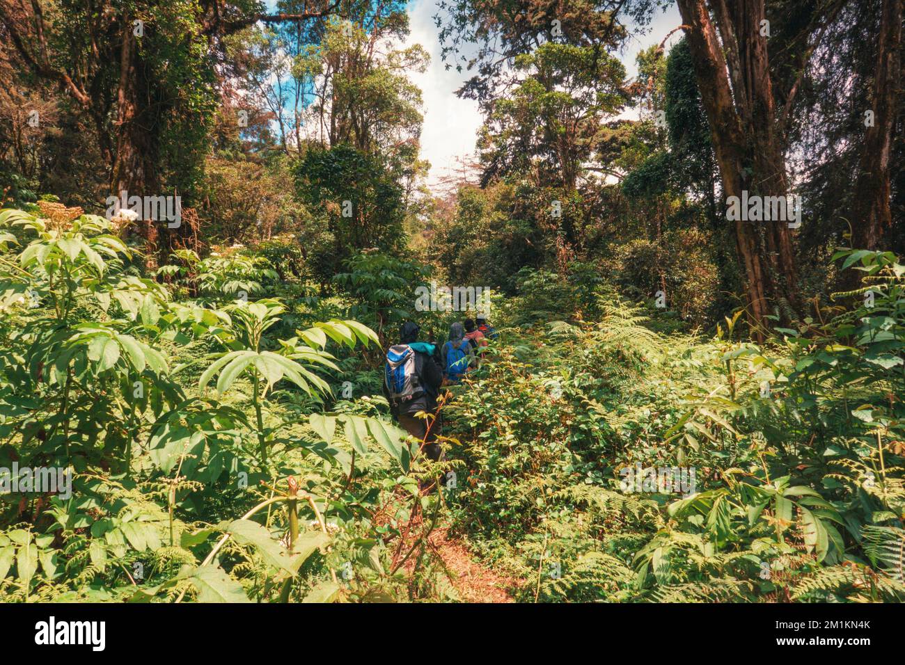 Rear view of a group of hikers in the bamboo forest zone of Gatango ...