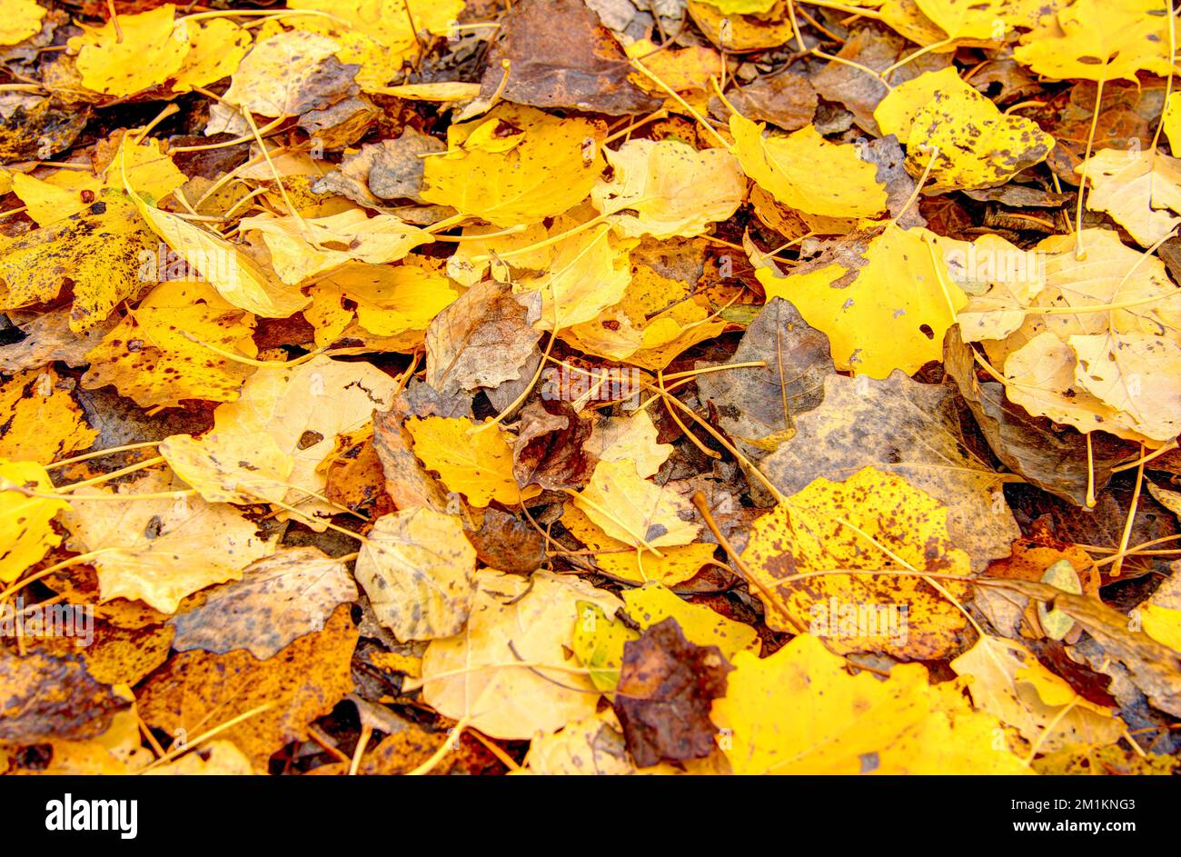 Hungarian countryside in autumn, HDR Image Stock Photo - Alamy