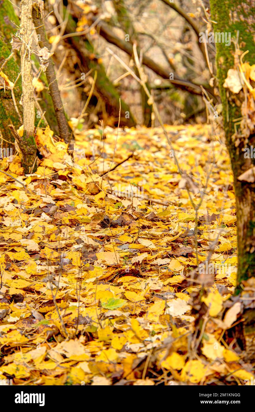 Hungarian countryside in autumn, HDR Image Stock Photo - Alamy