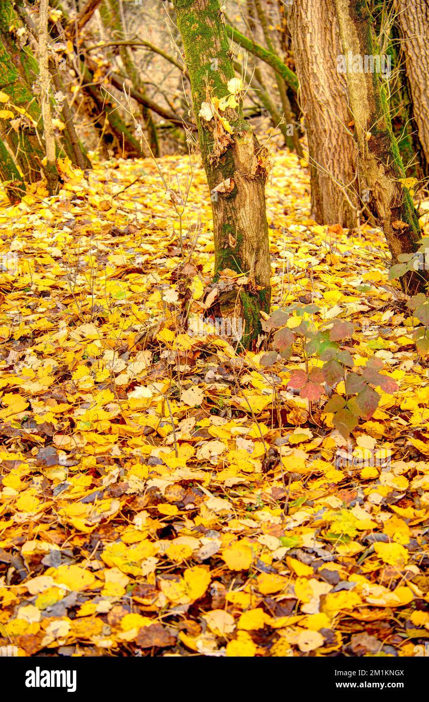 Hungarian countryside in autumn, HDR Image Stock Photo - Alamy