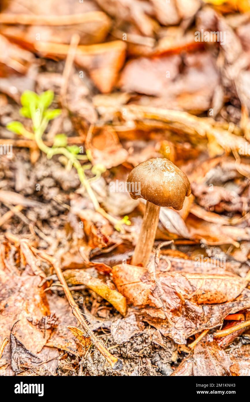 Hungarian countryside in autumn, HDR Image Stock Photo - Alamy