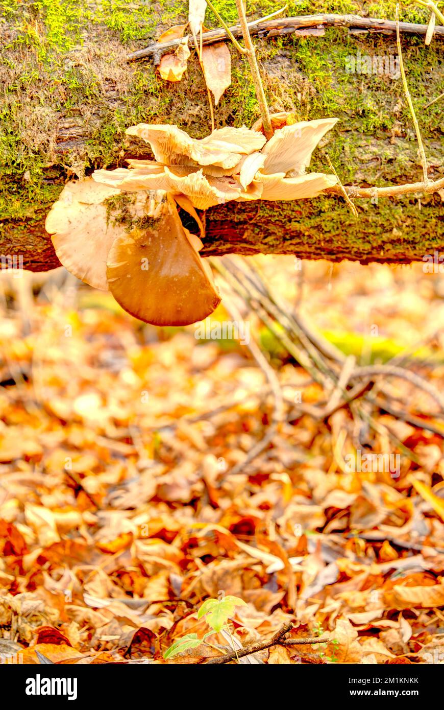 Hungarian countryside in autumn, HDR Image Stock Photo - Alamy