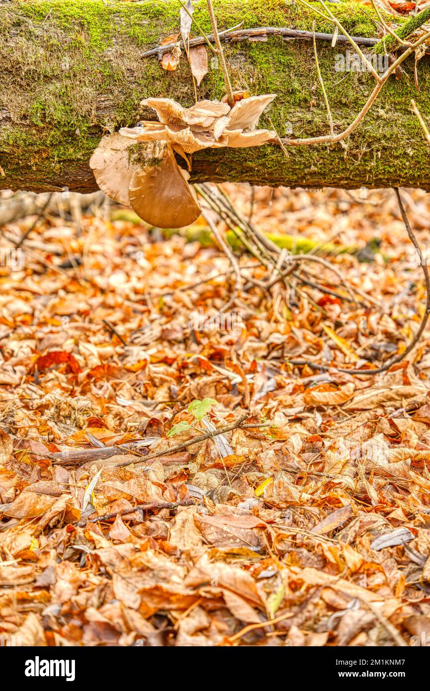 Hungarian countryside in autumn, HDR Image Stock Photo - Alamy