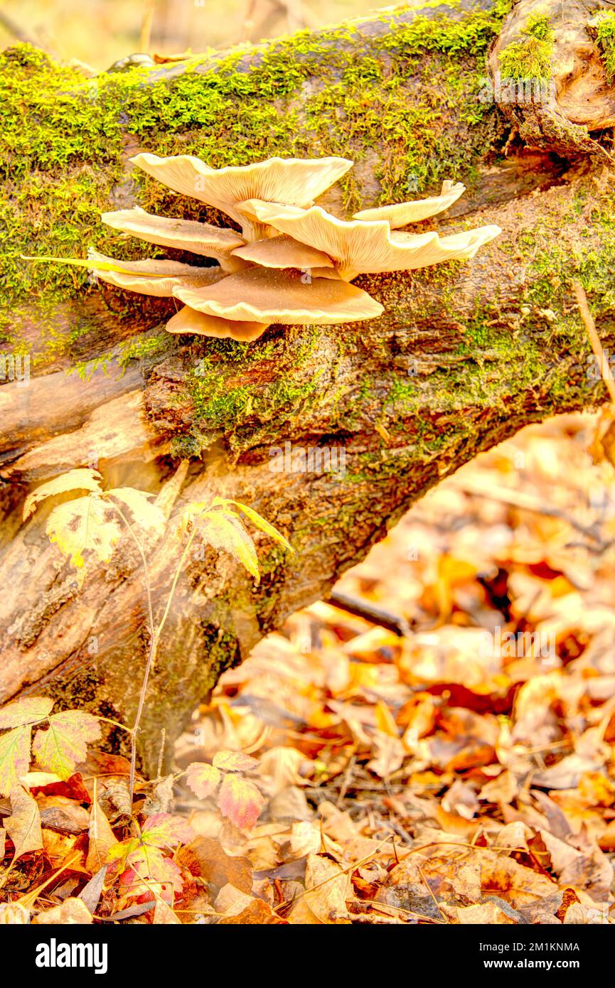 Hungarian countryside in autumn, HDR Image Stock Photo - Alamy