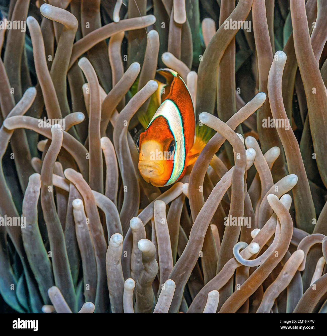 tomato clownfish,Amphiprion frenatus is a species of marine fish in the ...