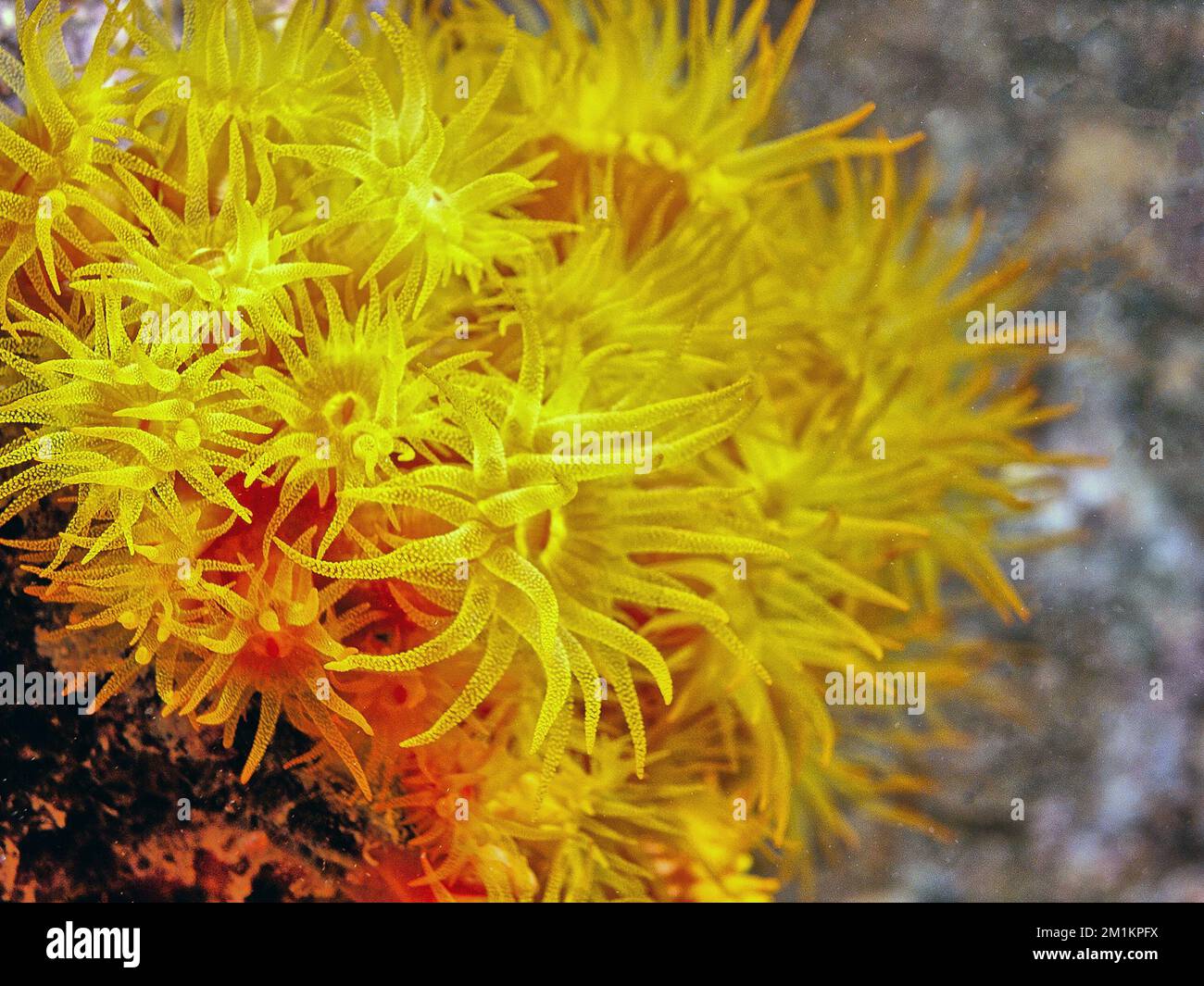Orange cup coral,Tubastraea coccinea,belongs to a group of corals known ...