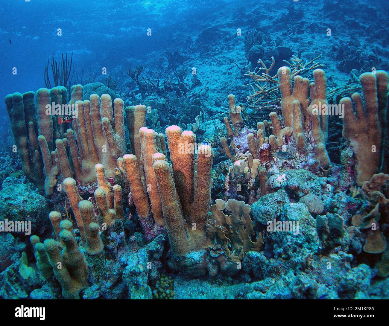 Pillar coral dendrogyra cylindrus hi-res stock photography and images ...