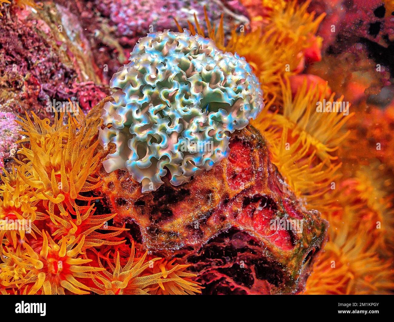 Elysia crispata, common name the lettuce sea slug or lettuce slug, is a ...