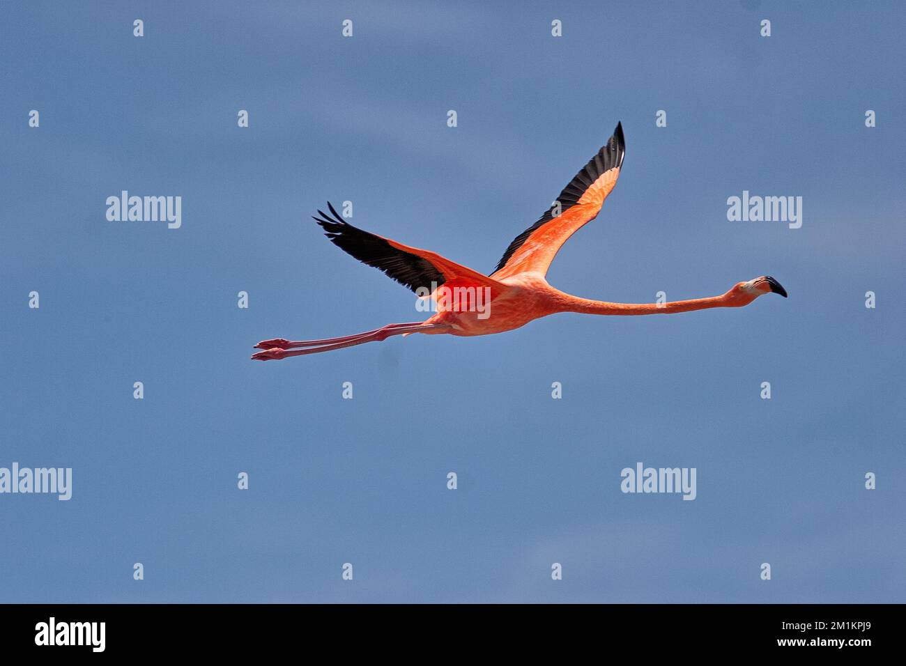 Flamingos are a type of wading bird in the family Phoenicopteridae ...