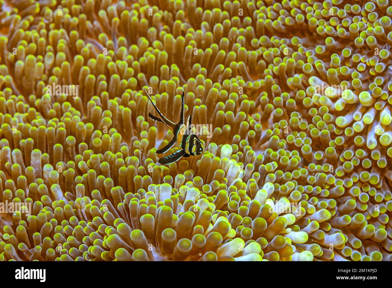 Banggai cardinalfish,Pterapogon kauderni is a small tropical ...