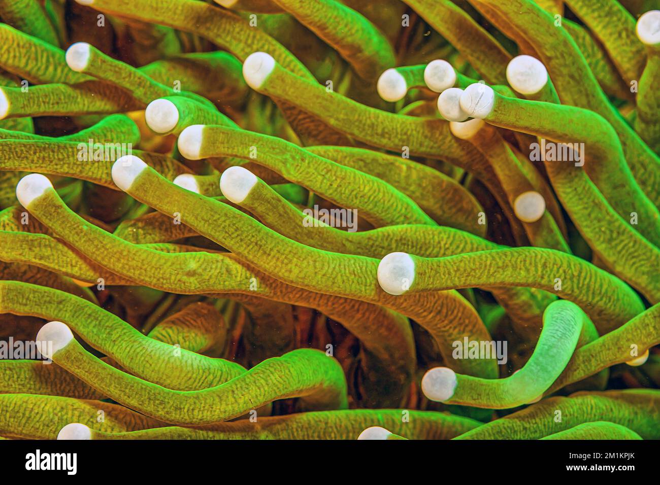 Sea anemones are a group of marine, predatory animals of the order ...