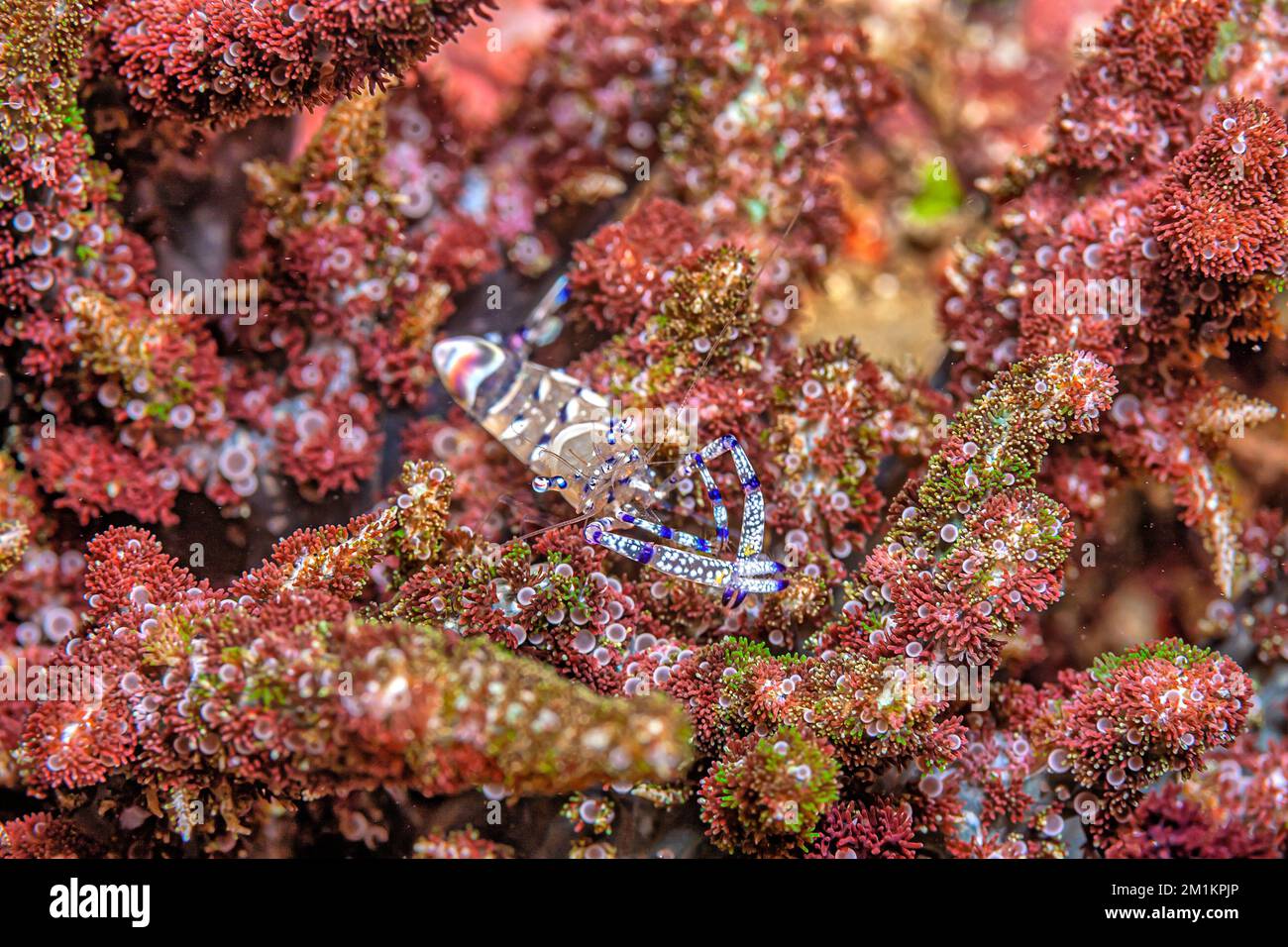 Hippolytidae is a family of cleaner shrimp, also known as broken-back ...