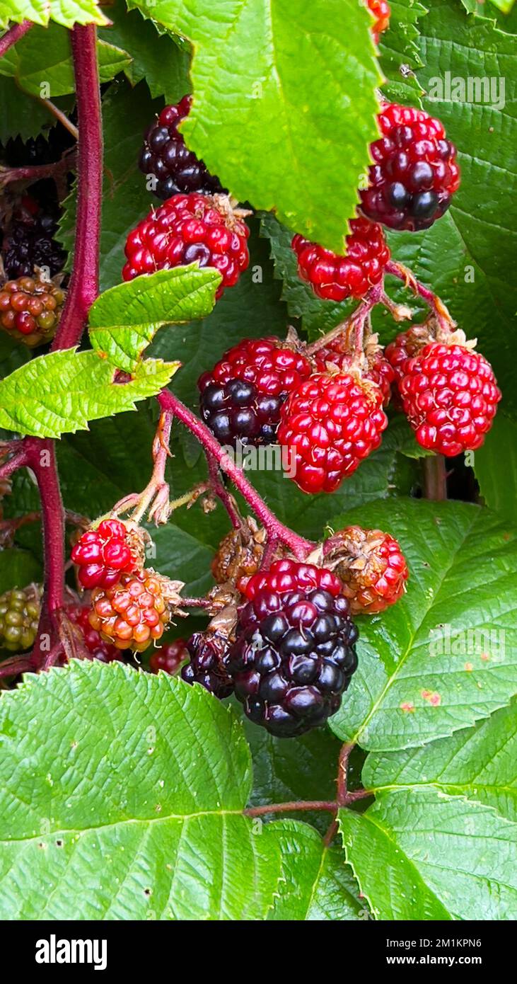 Blackberry wild berry branch fruit black food bramble hi-res stock ...