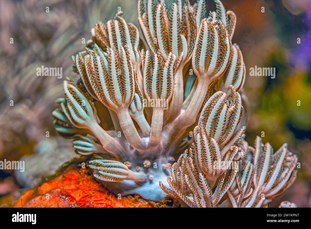 Coral reef in South Pacific, soft coral extended and feeding in ...