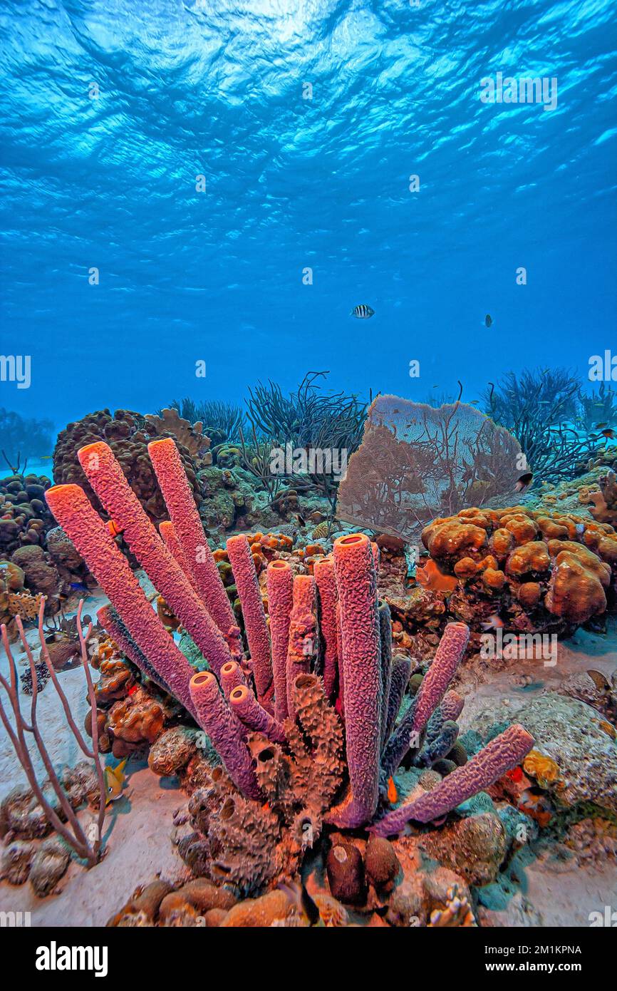 Cylindrical coral structure hi-res stock photography and images - Alamy
