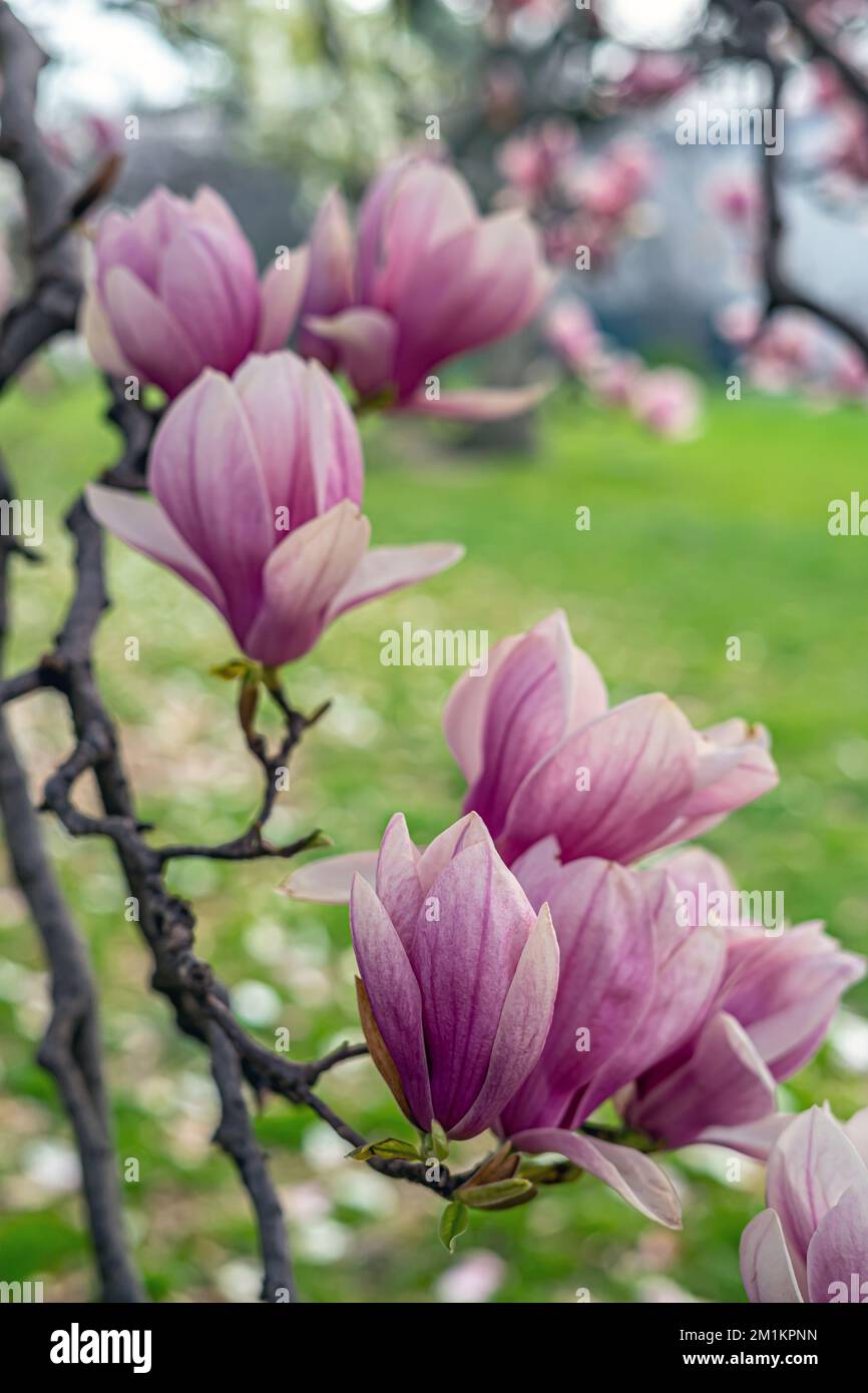 Cornus florida, the flowering dogwood, is a species of flowering tree ...