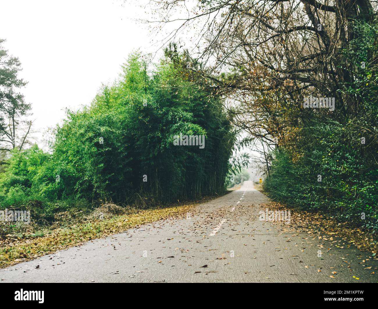 An asphalt road surrounded by trees and covered with leaves in autumn ...