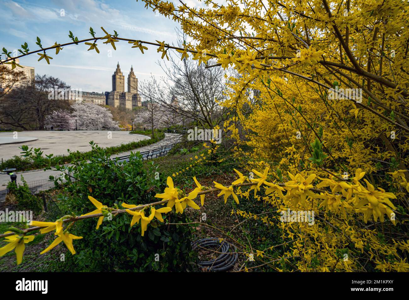 Spring in Central Park, New York City in the early morning Stock Photo ...