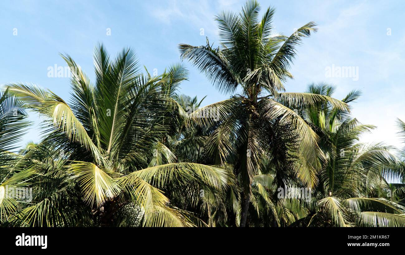 Palm grove against the blue sky, jungle, place for inscription Stock ...