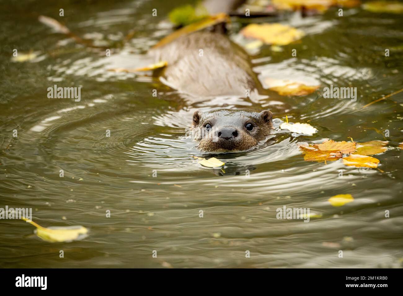 FESTIVE images of an otter holding a large fish wrapped in reed that ...