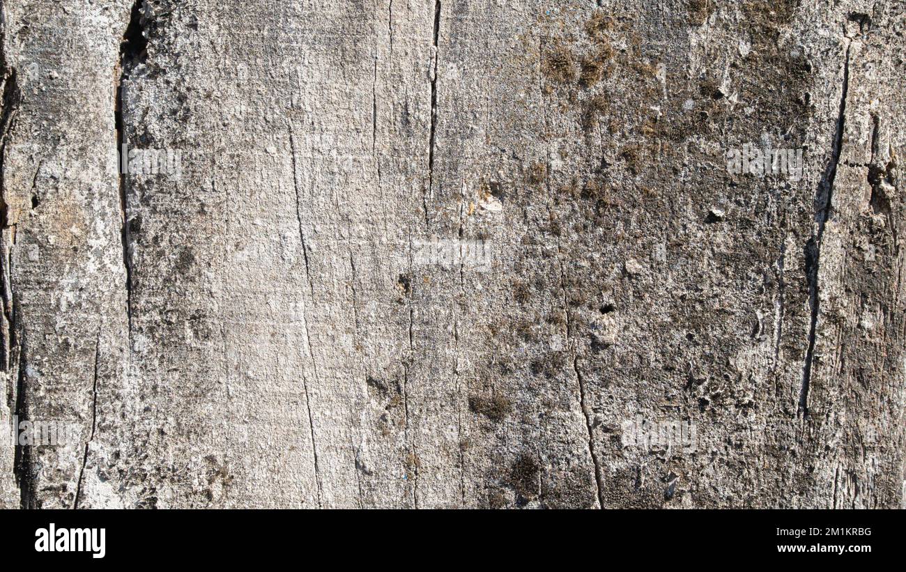 Wood texture free hi-res stock photography and images - Alamy