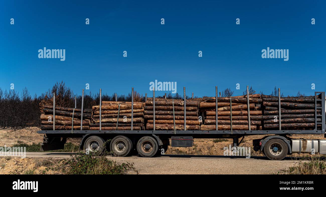 Truck transporting logs, profile view under clear blue sky Stock Photo ...