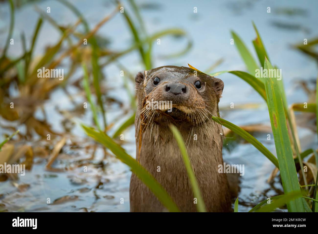 FESTIVE images of an otter holding a large fish wrapped in reed that ...