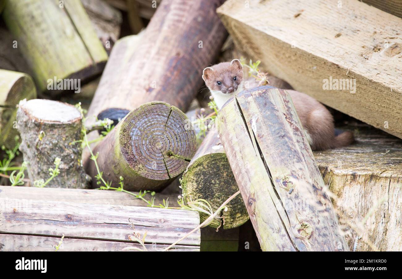 A close-up shot of a Least weasel with cut trunks Stock Photo - Alamy