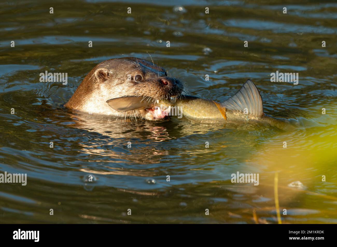 FESTIVE images of an otter holding a large fish wrapped in reed that ...