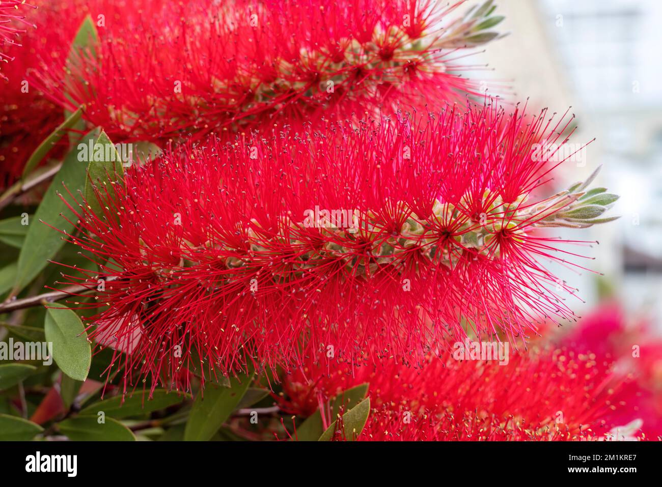 Close-up of bright crimson bottlebrush-like flower spikes of ...