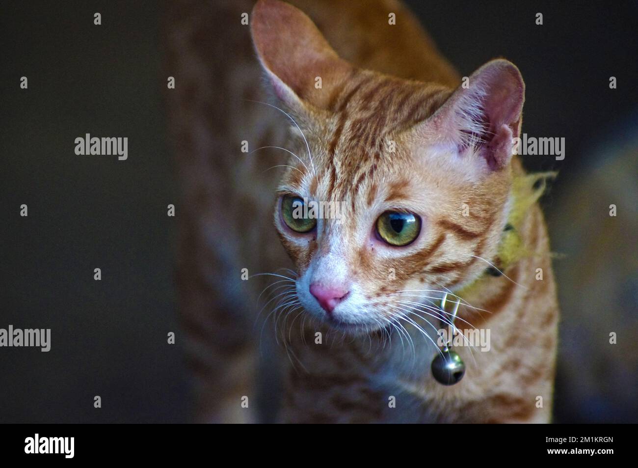 Arabian mau cat hi-res stock photography and images - Alamy