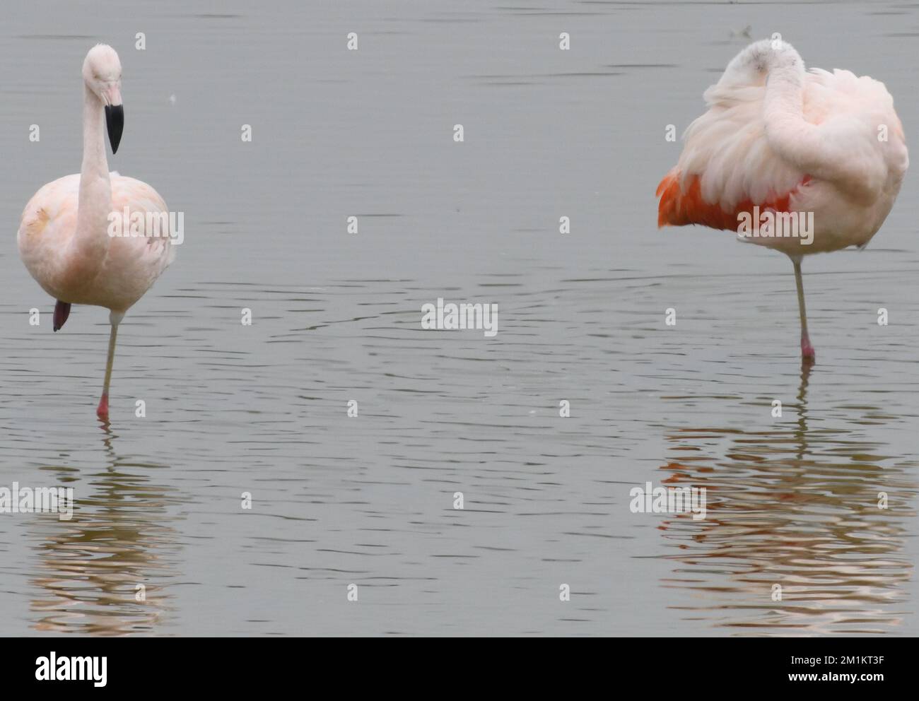 Chilean flamingos (Phoenicopterus chilensis) resting on a shallow pool ...