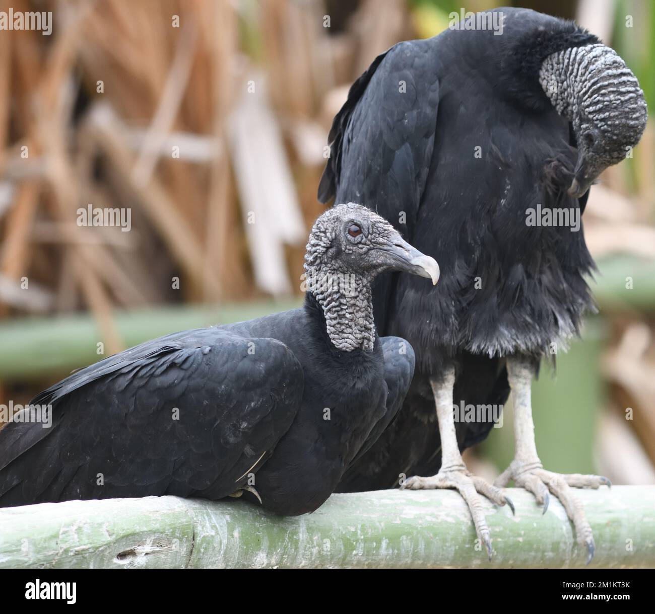 A pair of black vultures (Coragyps atratus) perch on a fence. Pantanos ...