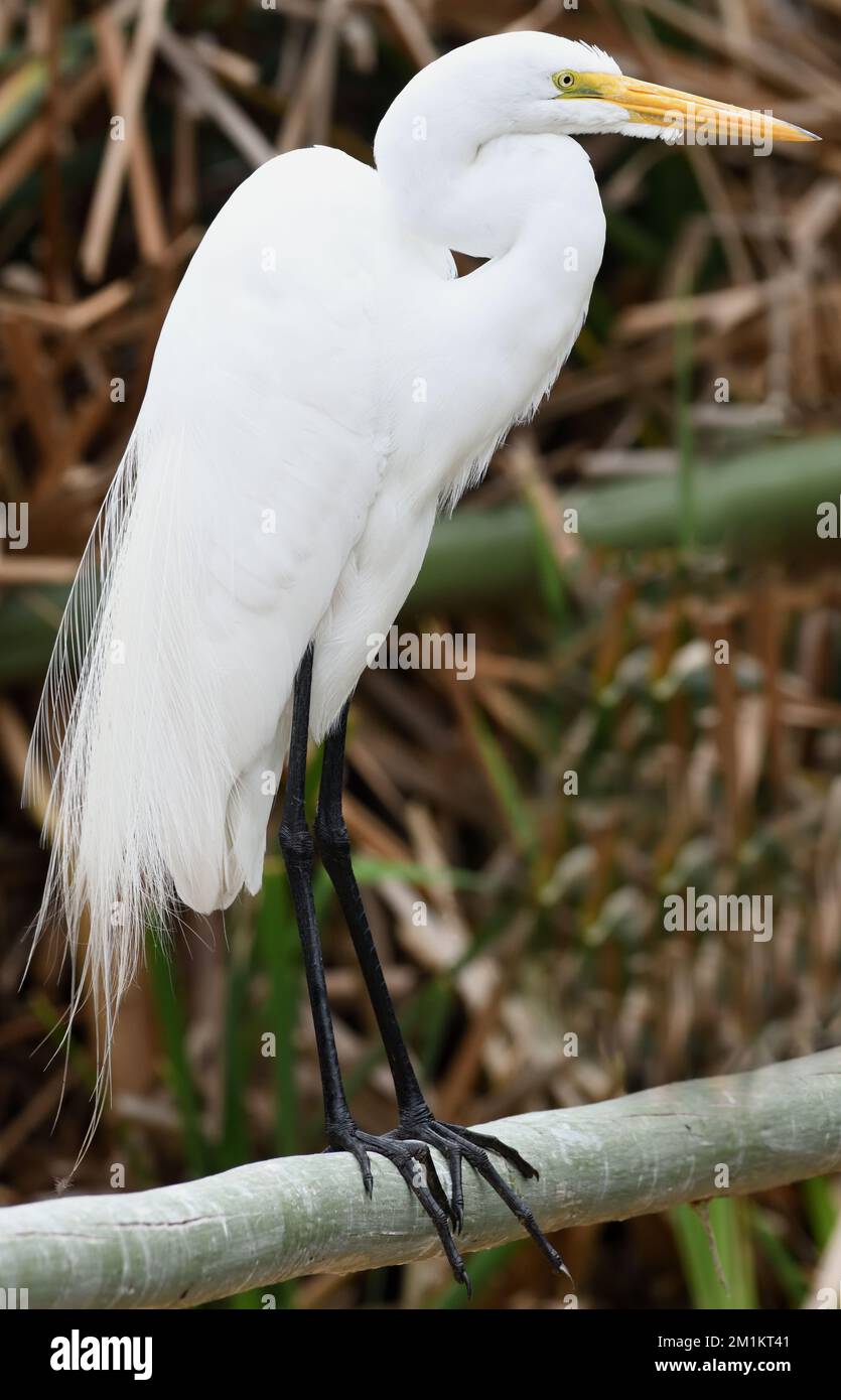 A great egret (Ardea alba) perches on a fence. Pantanos de Villa ...